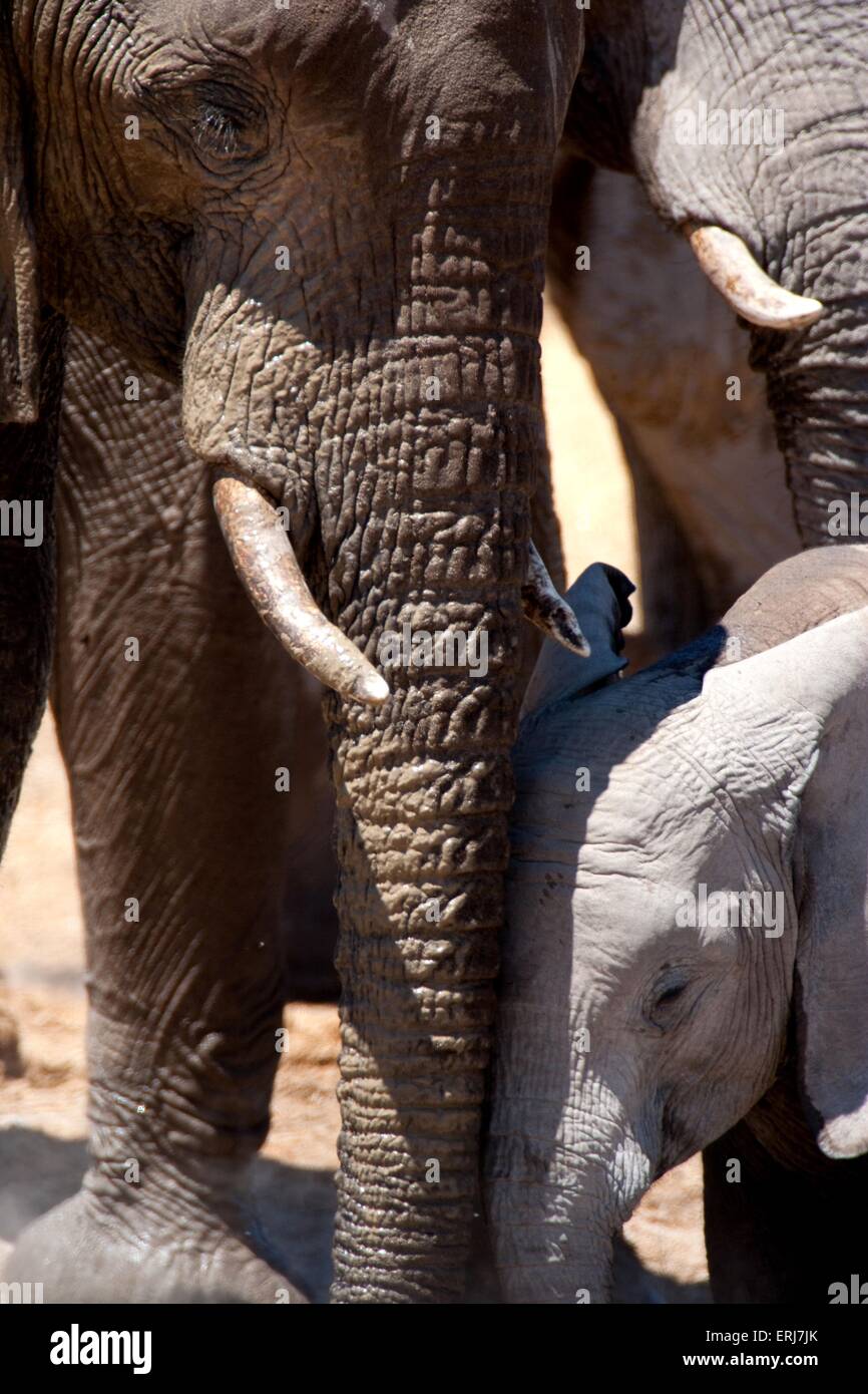 Elephants vertical hi-res stock photography and images - Alamy