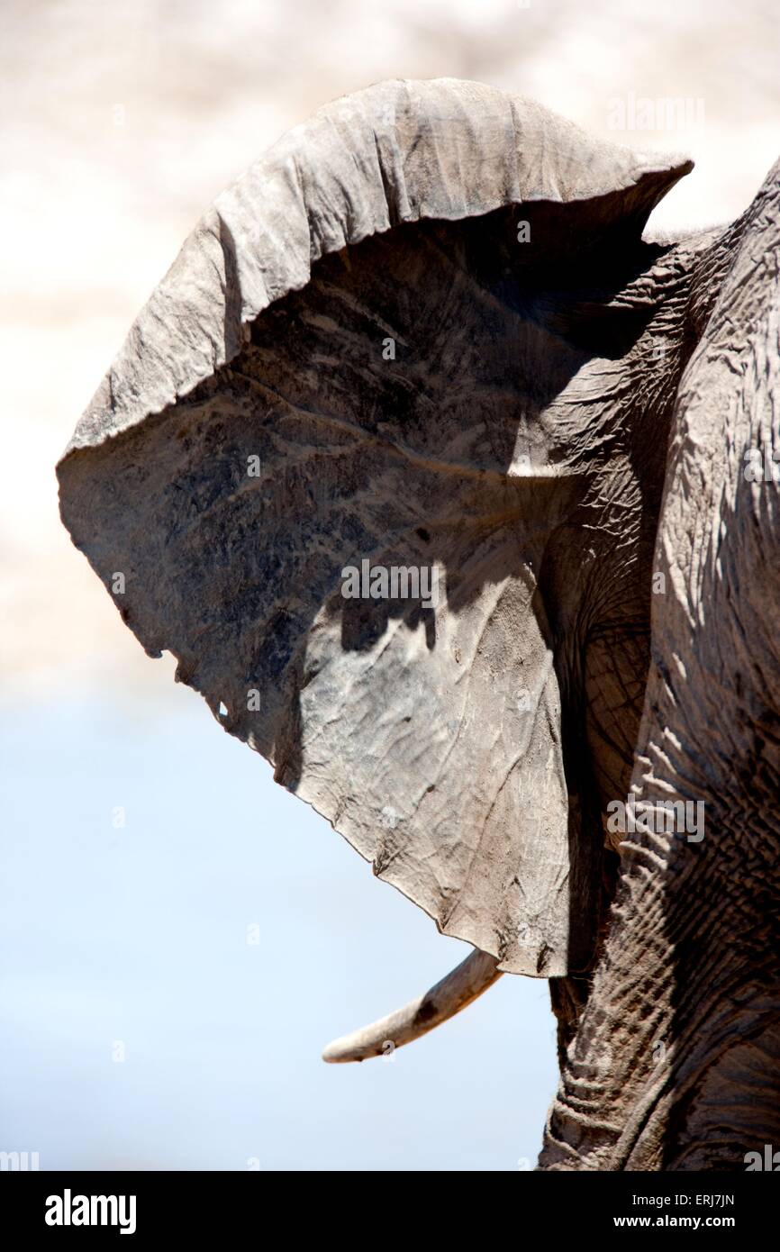 Elephant Backside High Resolution Stock Photography and Images - Alamy