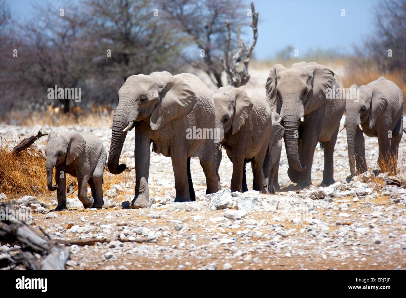 herd of elephants Stock Photo - Alamy
