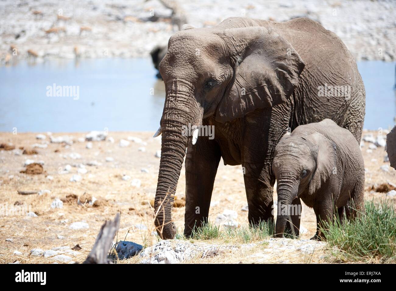 Elephants in nature hi-res stock photography and images - Alamy