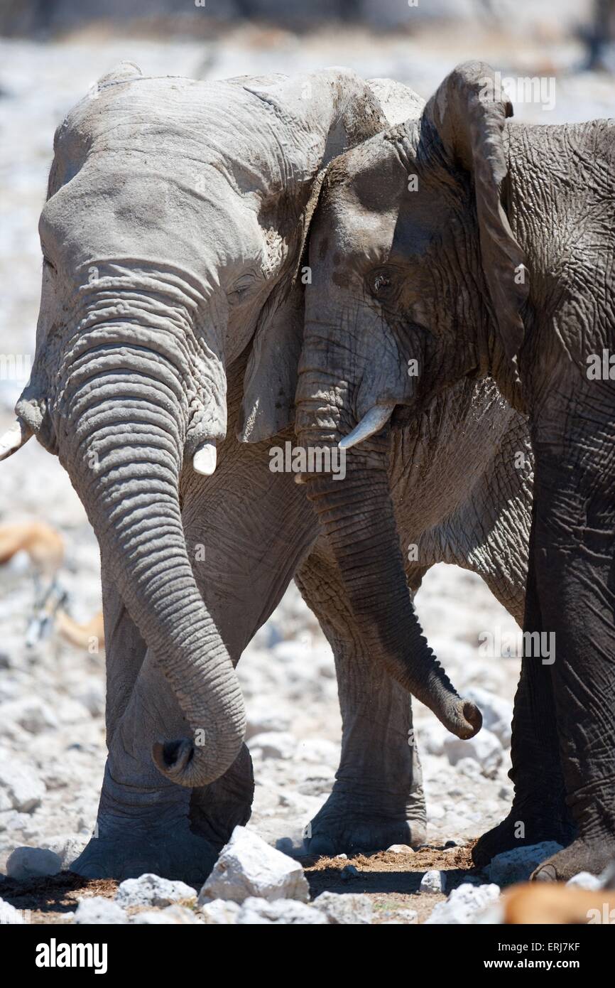 Elephant stand hi-res stock photography and images - Alamy