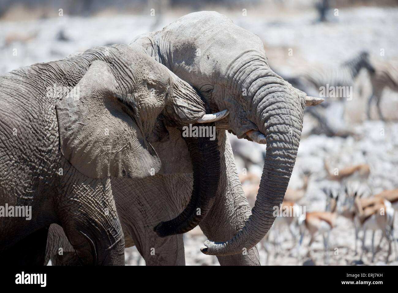Solo elephant hi-res stock photography and images - Alamy