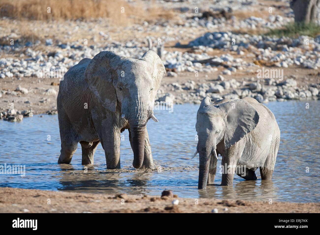Two elephants by lake hi-res stock photography and images - Alamy