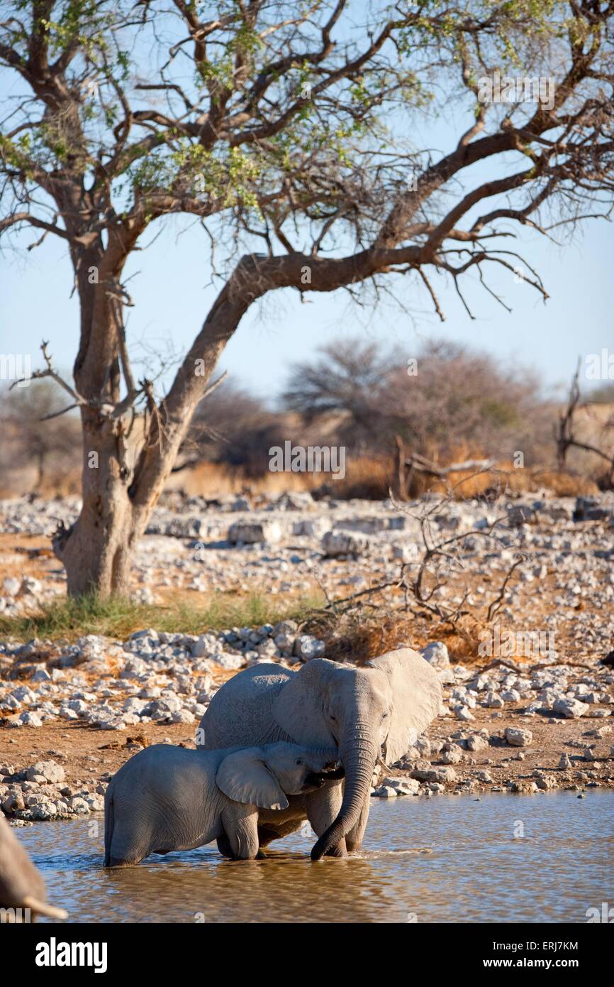 Elephants vertical hi-res stock photography and images - Alamy
