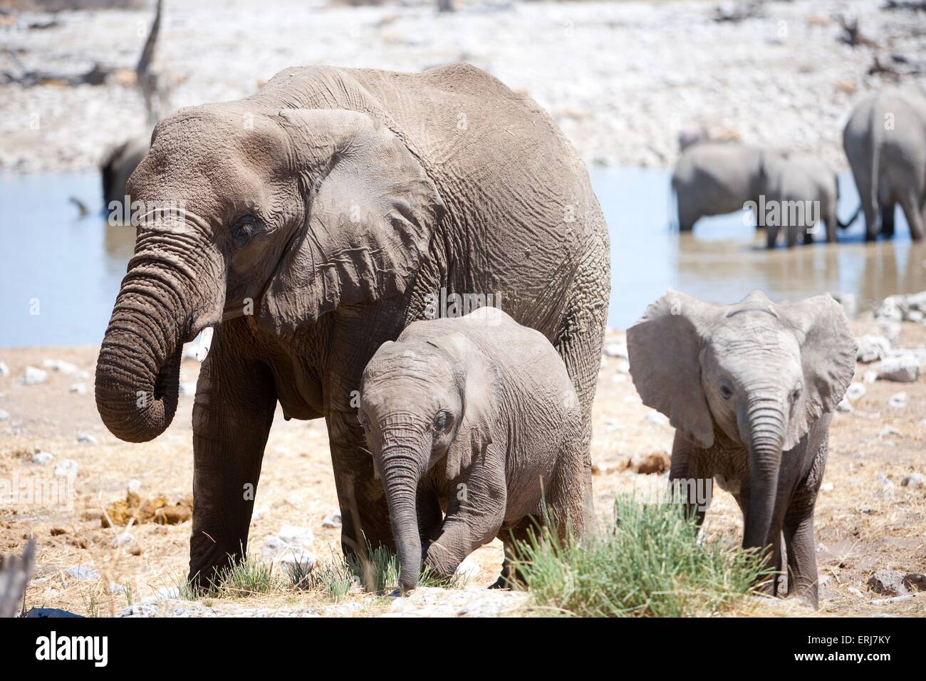 herd of elephants Stock Photo - Alamy