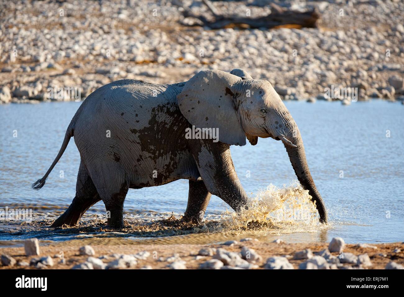 Elephant motion hi-res stock photography and images - Alamy