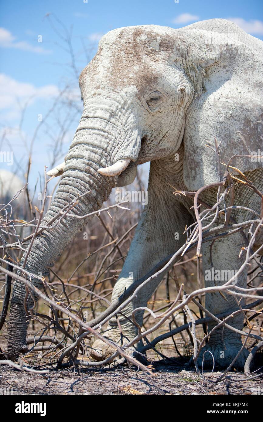Elephant limbs hi-res stock photography and images - Alamy