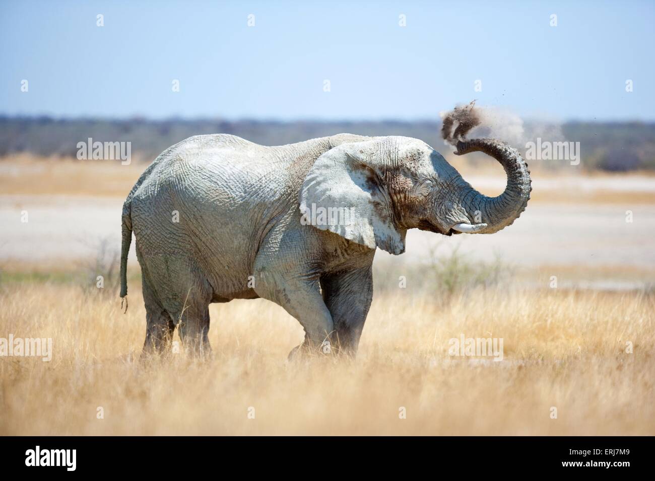 Dusty elephant hi-res stock photography and images - Alamy