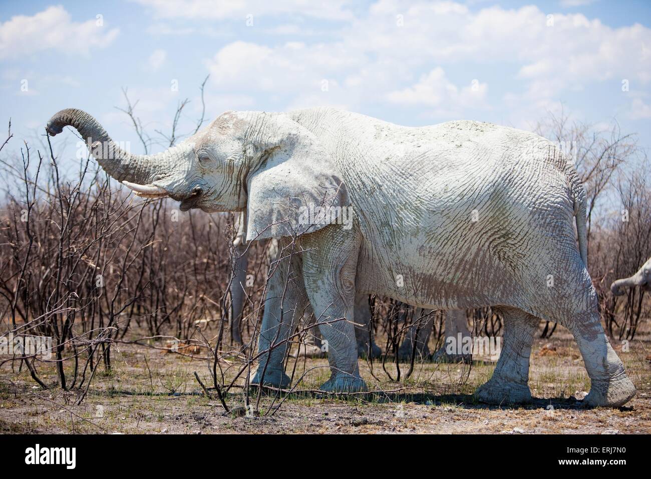 Elephant limbs hi-res stock photography and images - Alamy