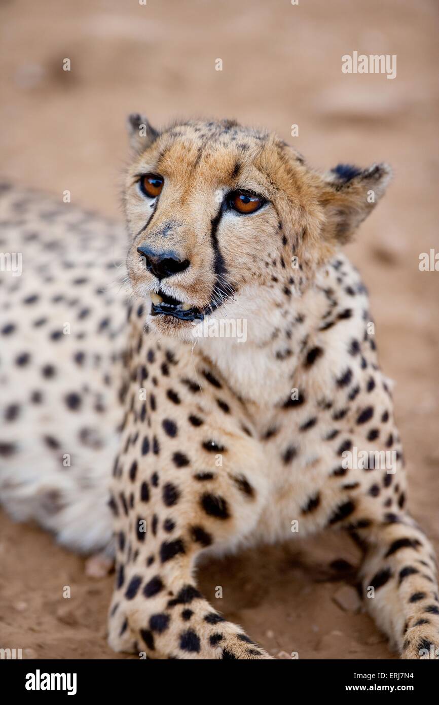 Frontal of a cheetah hi-res stock photography and images - Alamy
