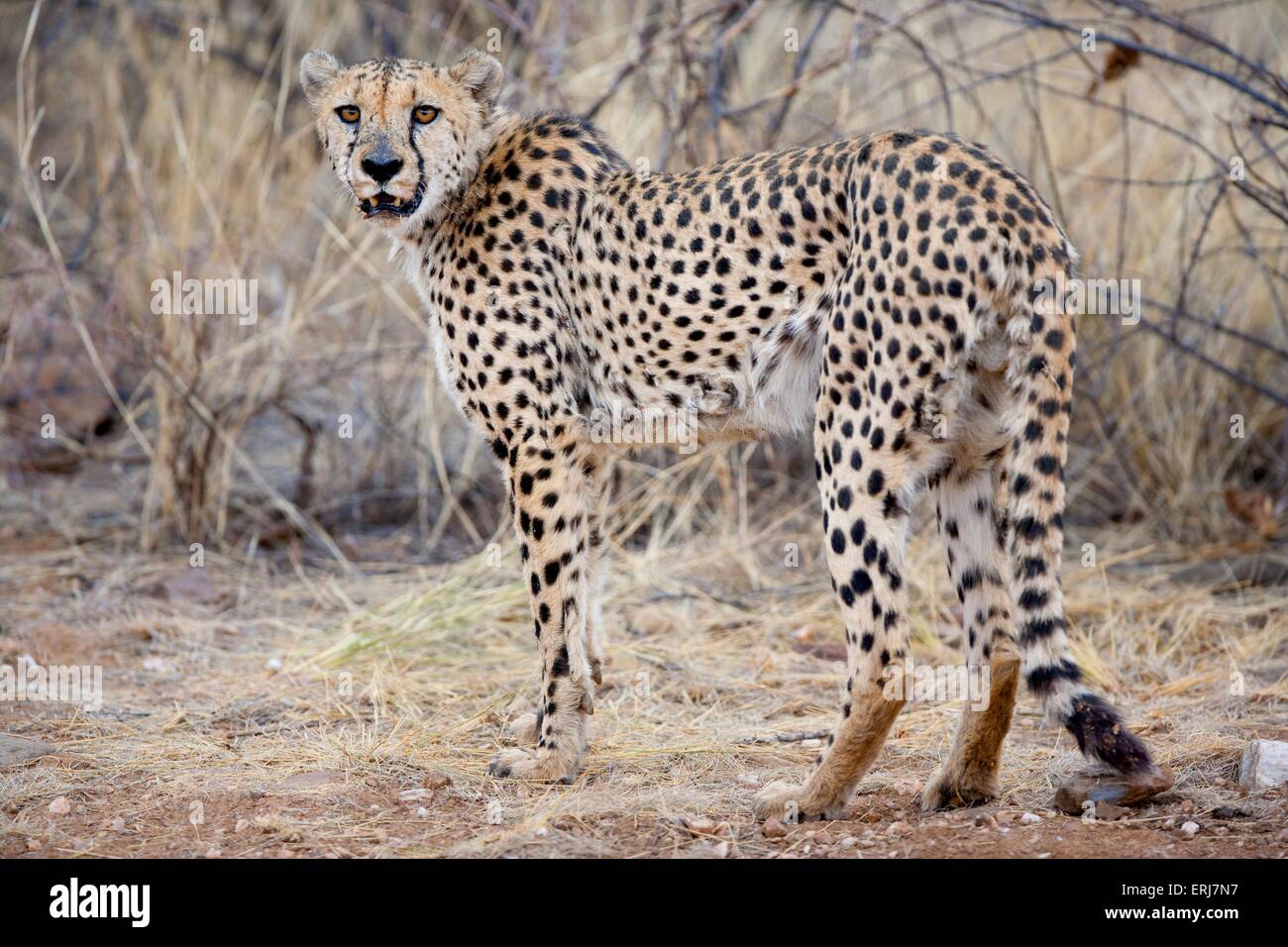 Side view of cheetah standing hi-res stock photography and images - Alamy