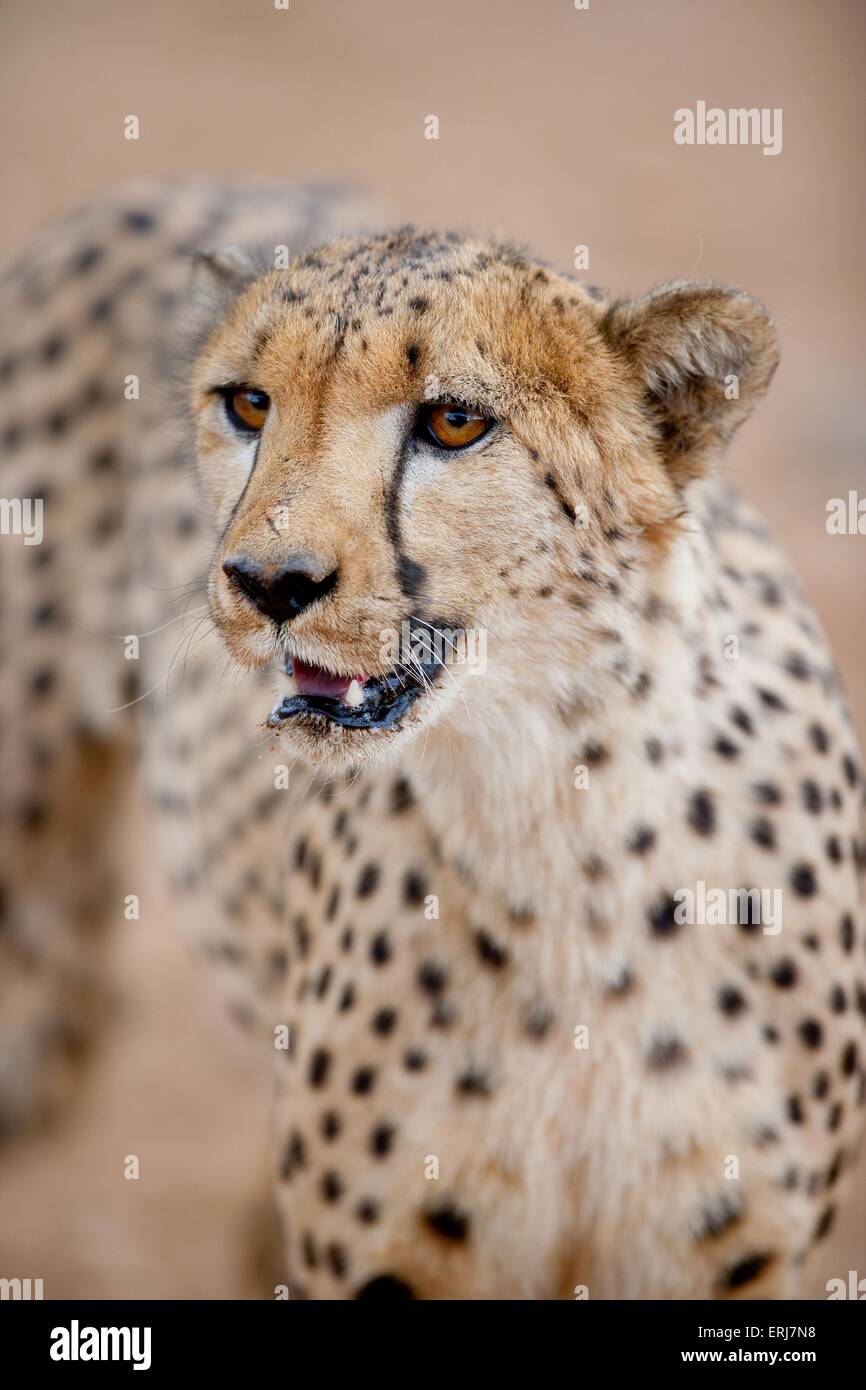 Chetah hi-res stock photography and images - Alamy