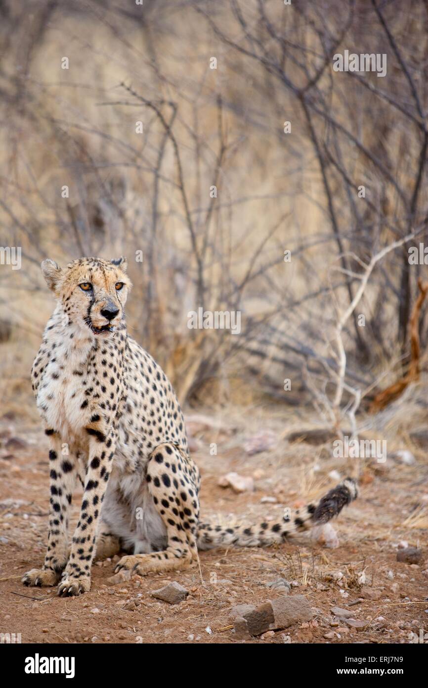 Single adult cheetah sitting hi-res stock photography and images - Alamy
