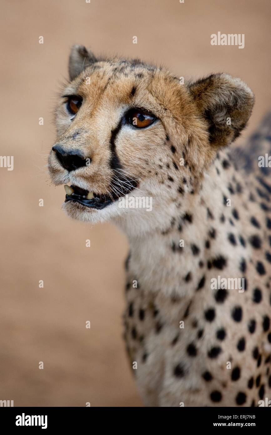 Cheetah heads hi-res stock photography and images - Alamy
