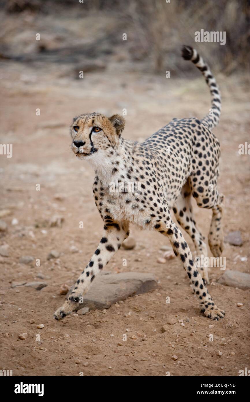 Cheetah run hi-res stock photography and images - Alamy