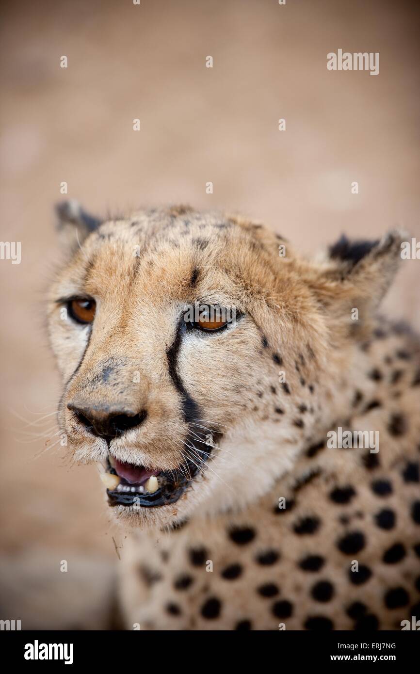 Cheetah portrait vertical hi-res stock photography and images - Alamy