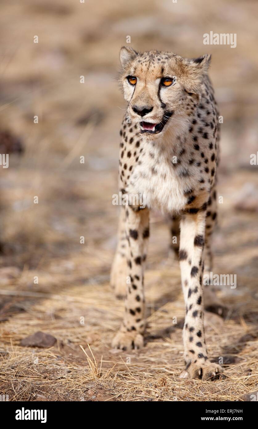 Cheetah moving hi-res stock photography and images - Alamy