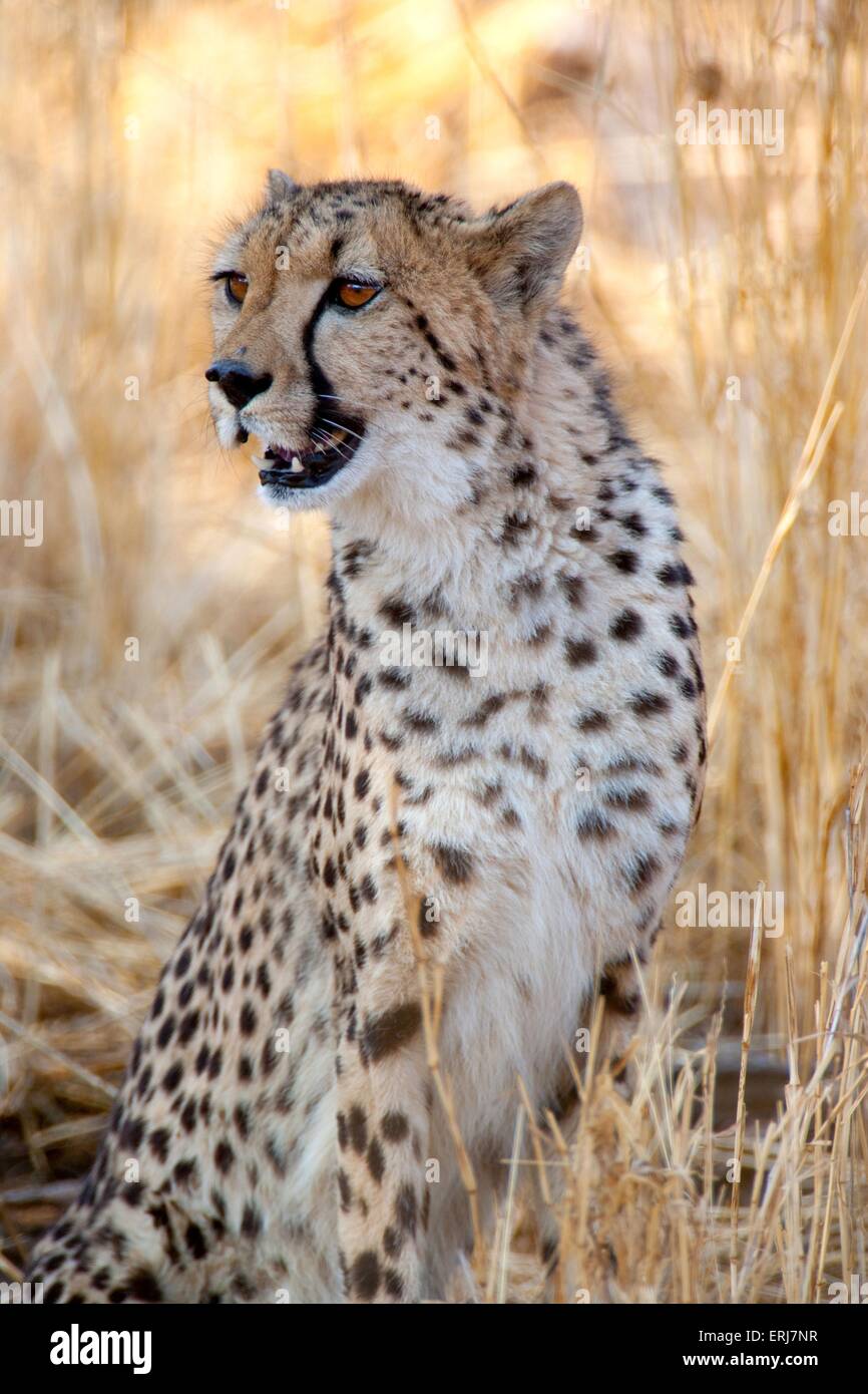 Cheetah stalk hi-res stock photography and images - Alamy