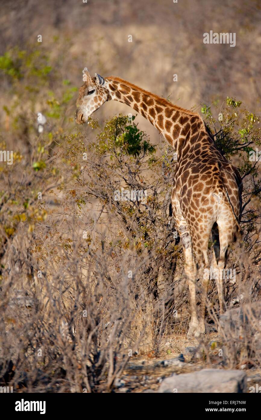 Rear view giraffe hi-res stock photography and images - Alamy