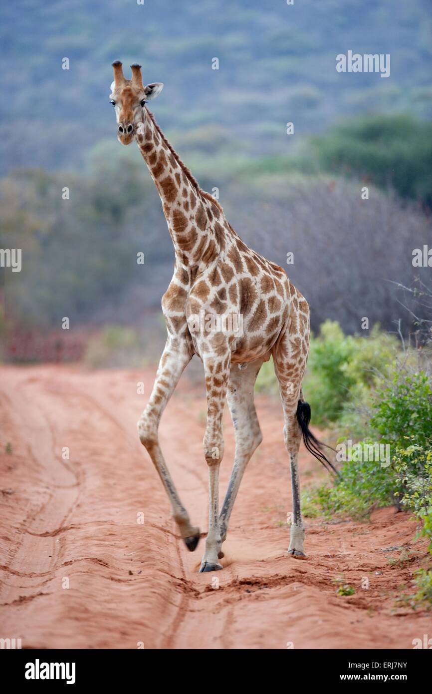 Walk giraffe hi-res stock photography and images - Alamy