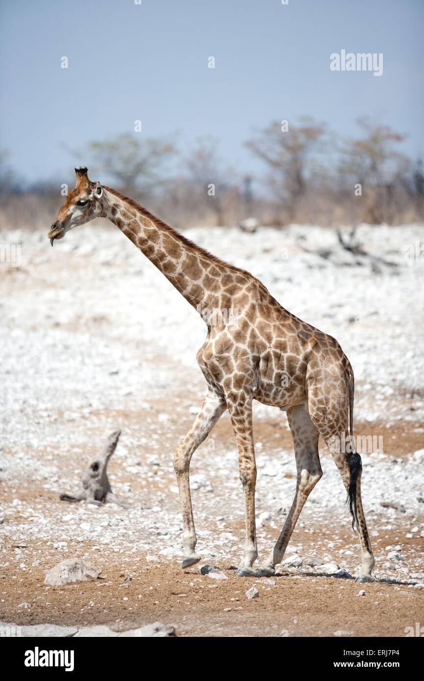 Walk giraffe hi-res stock photography and images - Alamy