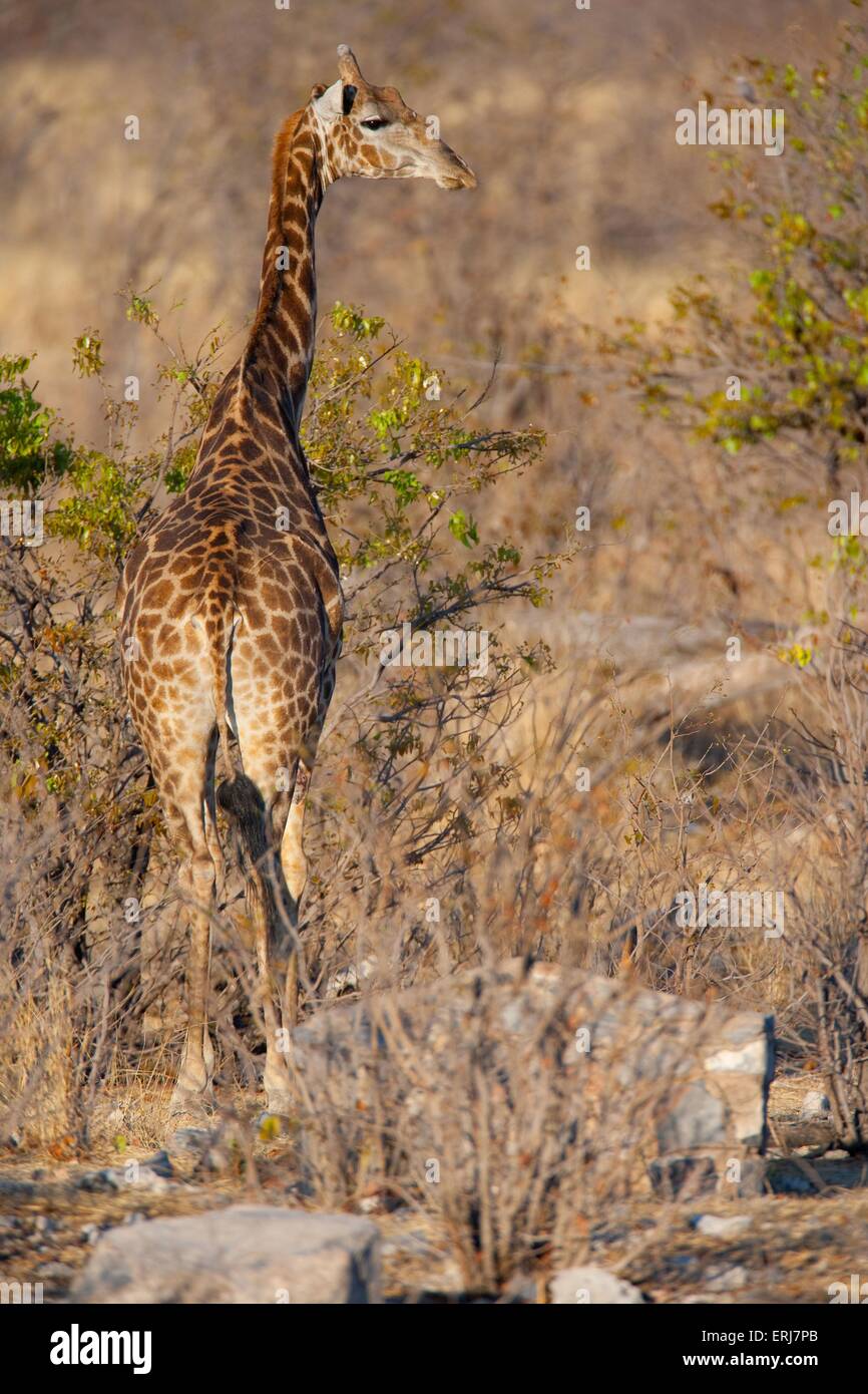 Rear view of giraffe hi-res stock photography and images - Alamy
