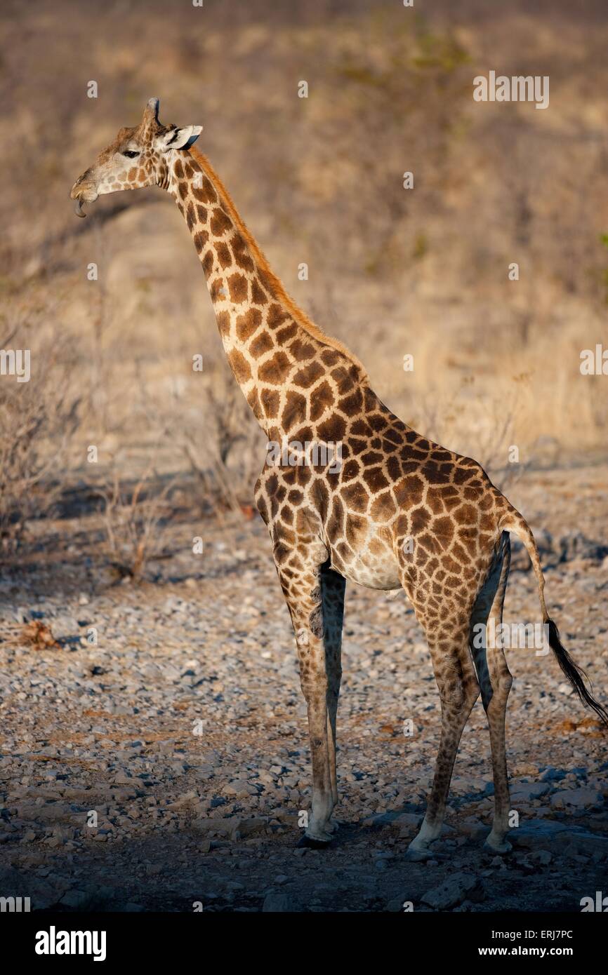 Giraffe standing side by side hi-res stock photography and images - Alamy