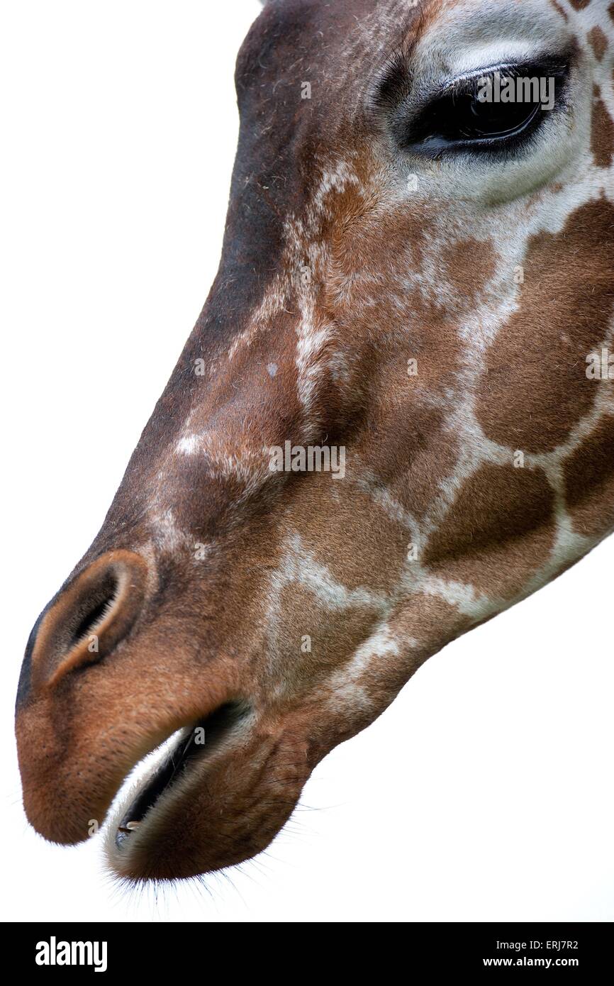 Side view of a giraffe hi-res stock photography and images - Alamy