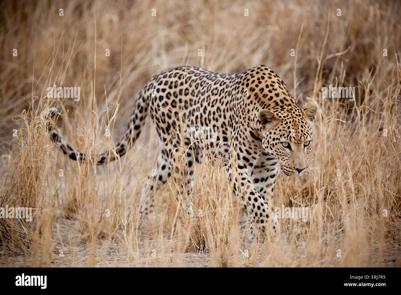Leopard africa moving cat hi-res stock photography and images - Alamy