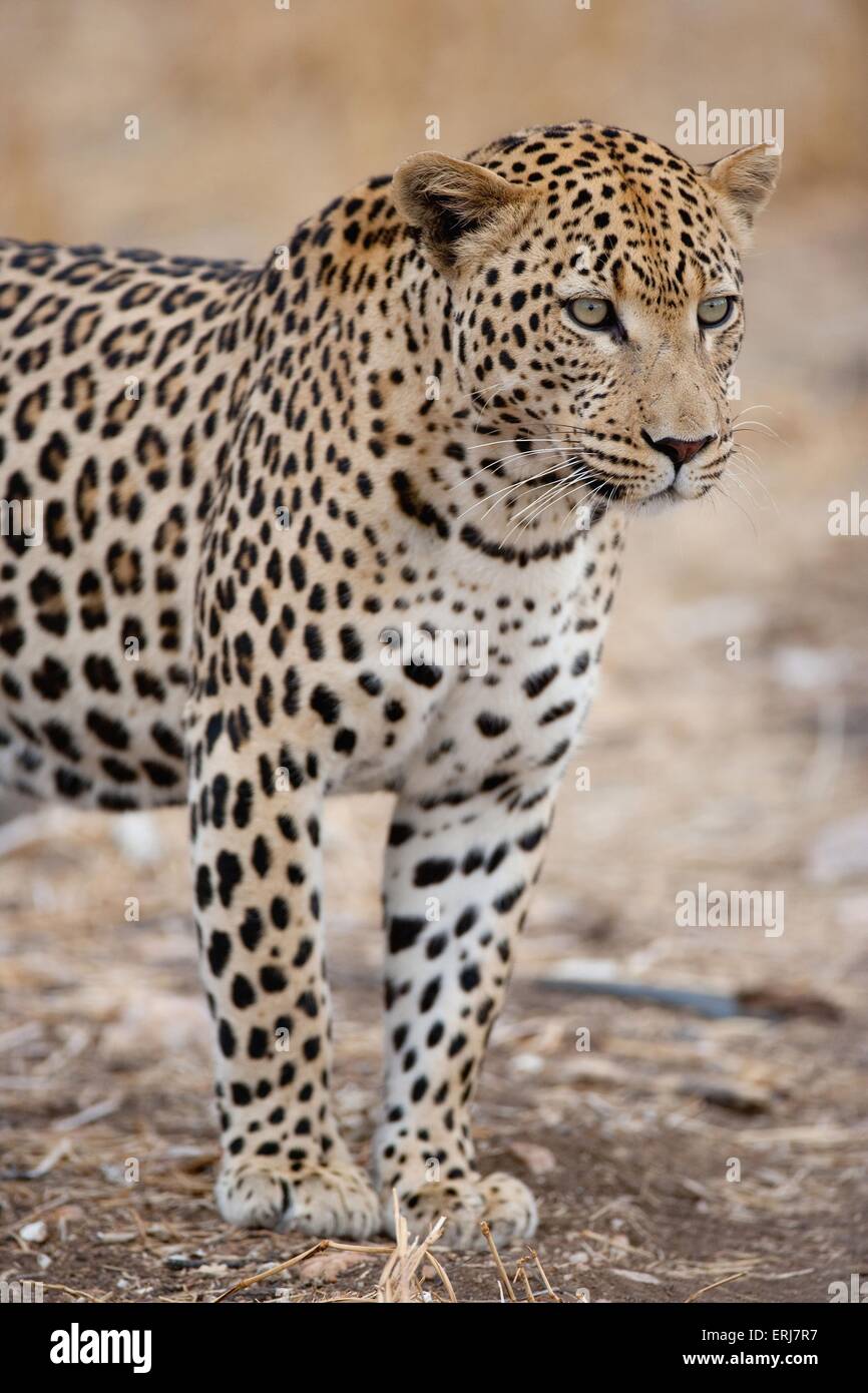 Leopard hi-res stock photography and images - Alamy