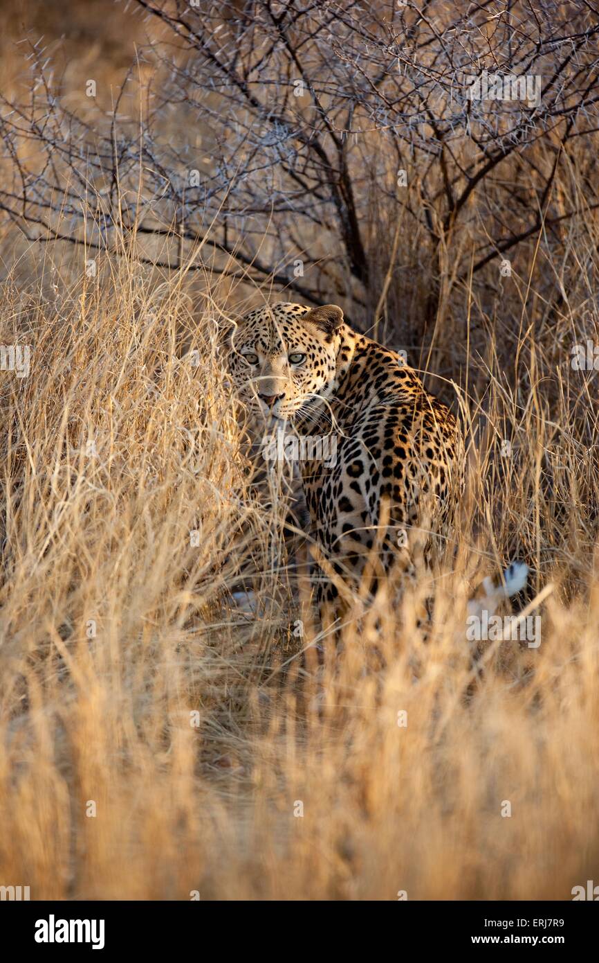 High leopard hi-res stock photography and images - Alamy