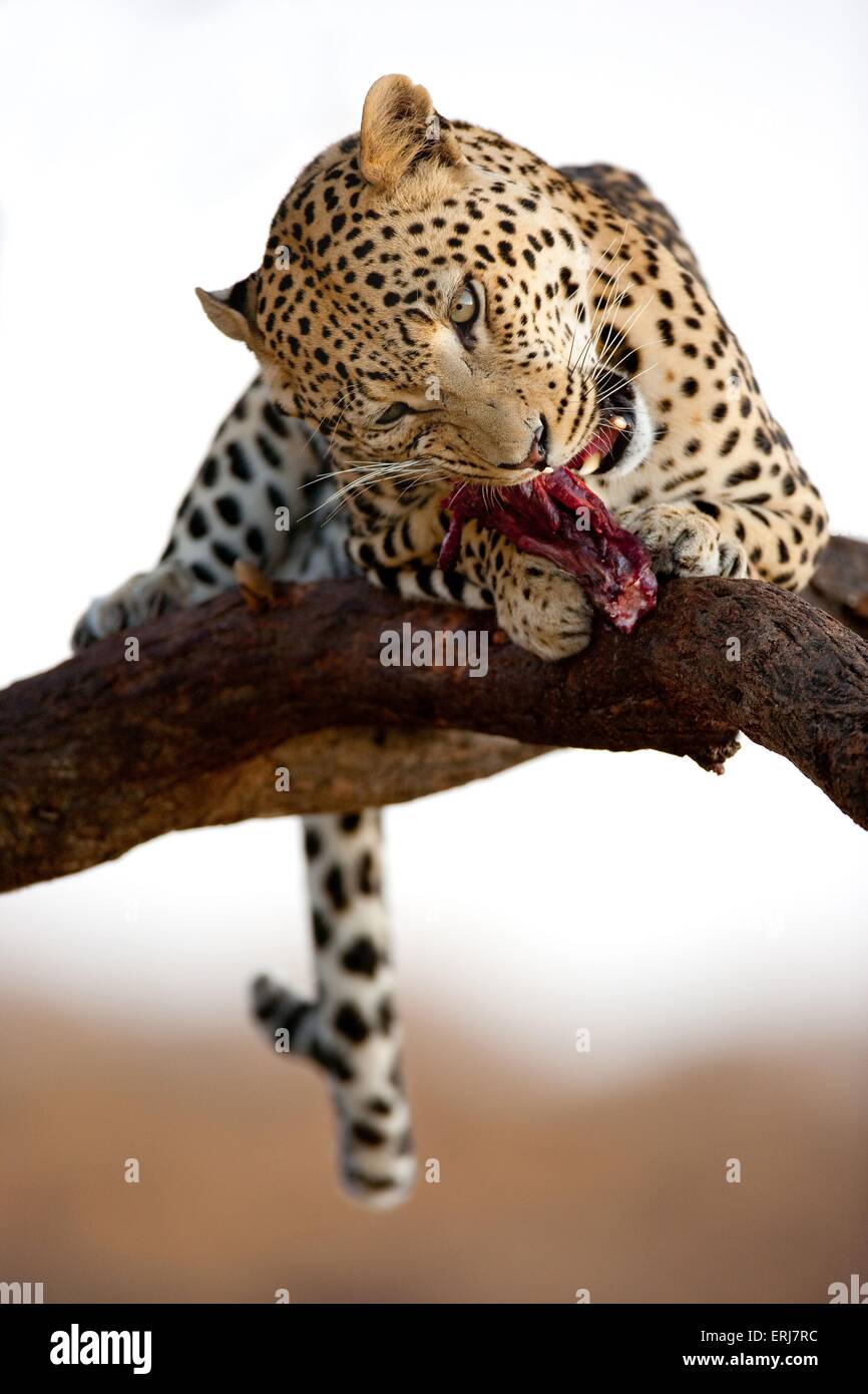 Africa flesh eating animals hi-res stock photography and images - Alamy