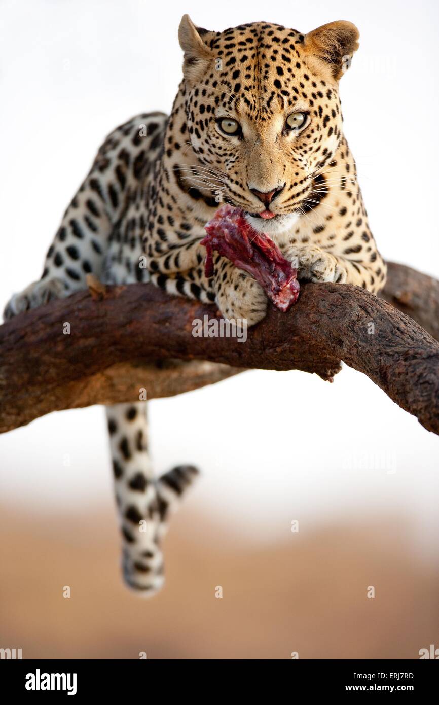 Africa flesh eating animals hi-res stock photography and images - Alamy