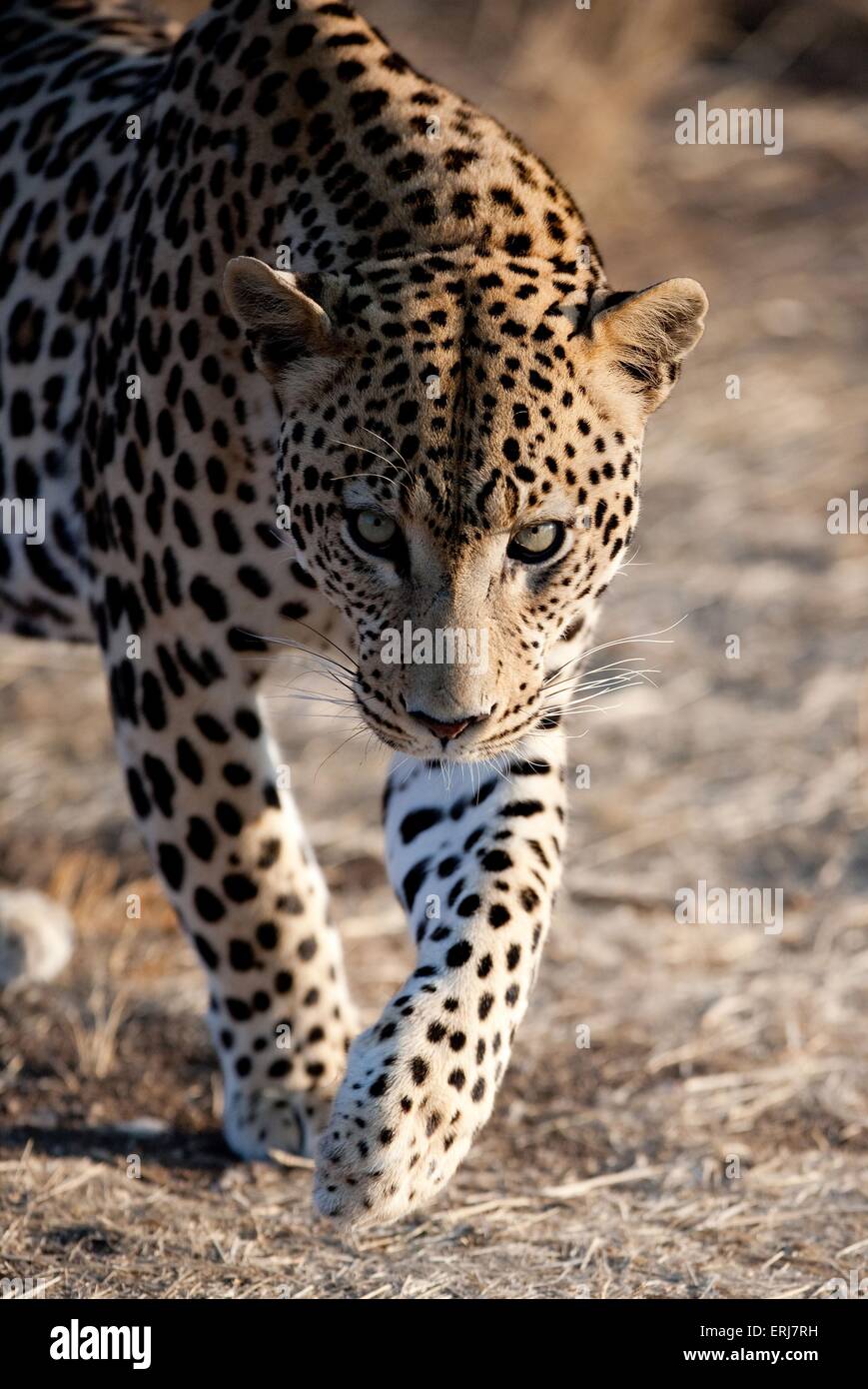 Leopard africa moving cat hi-res stock photography and images - Alamy
