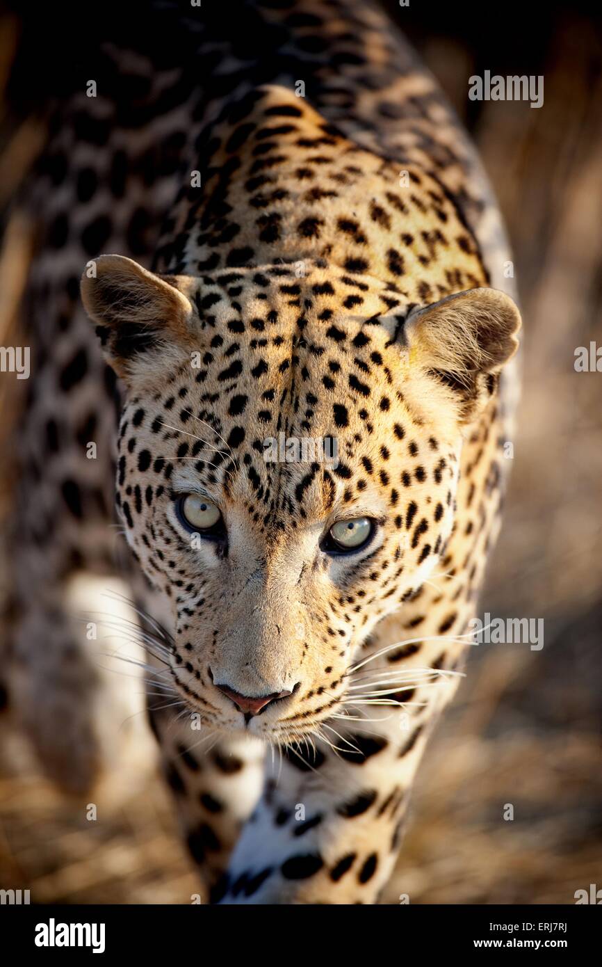 Leopard portrait hi-res stock photography and images - Alamy
