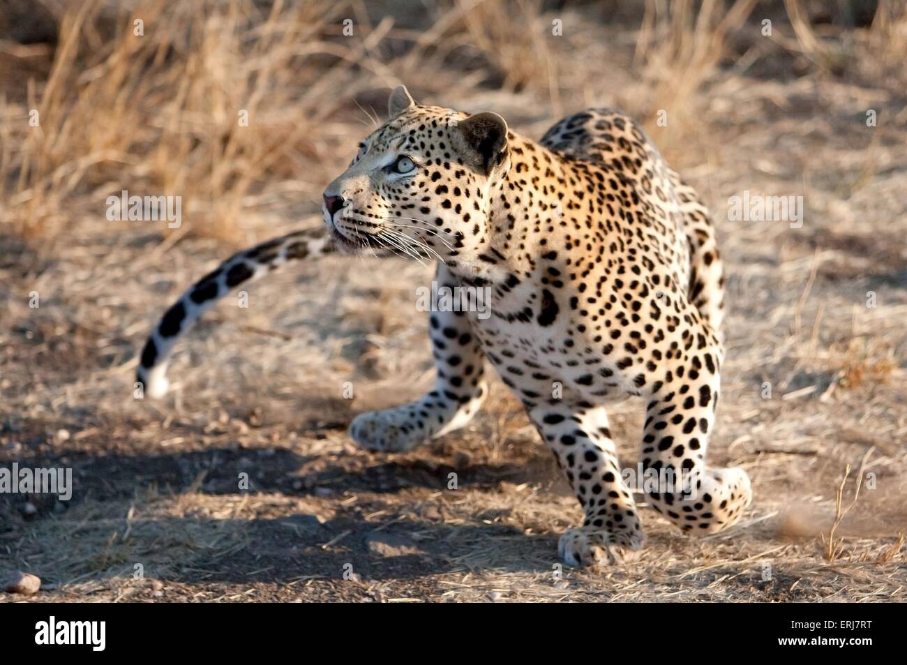 Africa cat running leopard hi-res stock photography and images - Alamy
