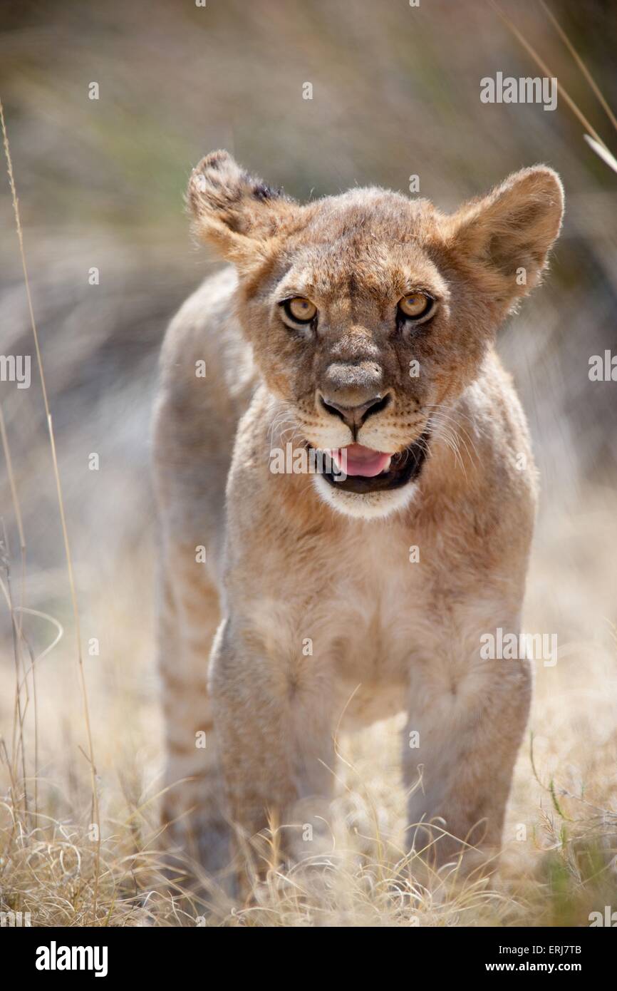 Lion wild stand hi-res stock photography and images - Alamy