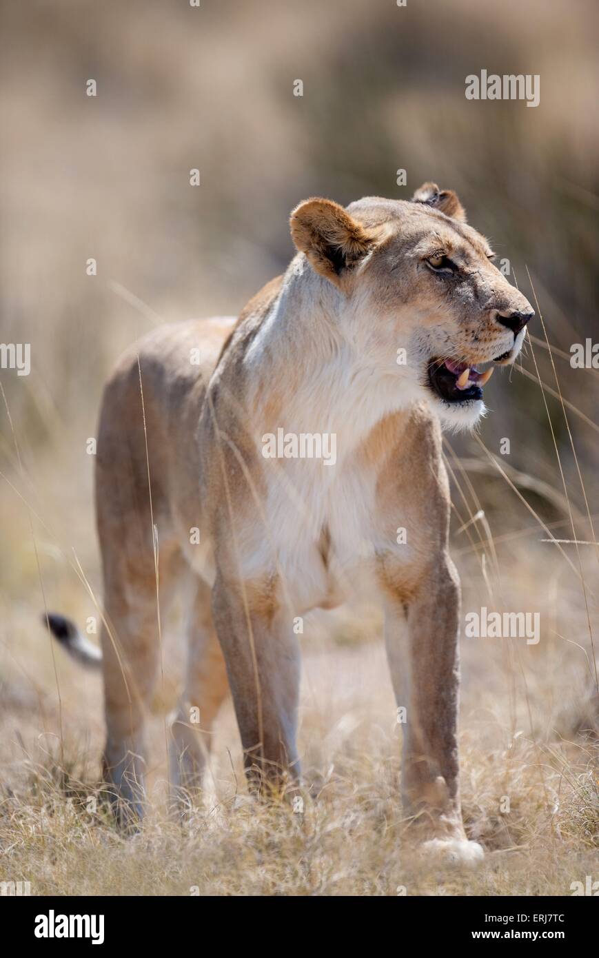 Lioness outside hi-res stock photography and images - Alamy