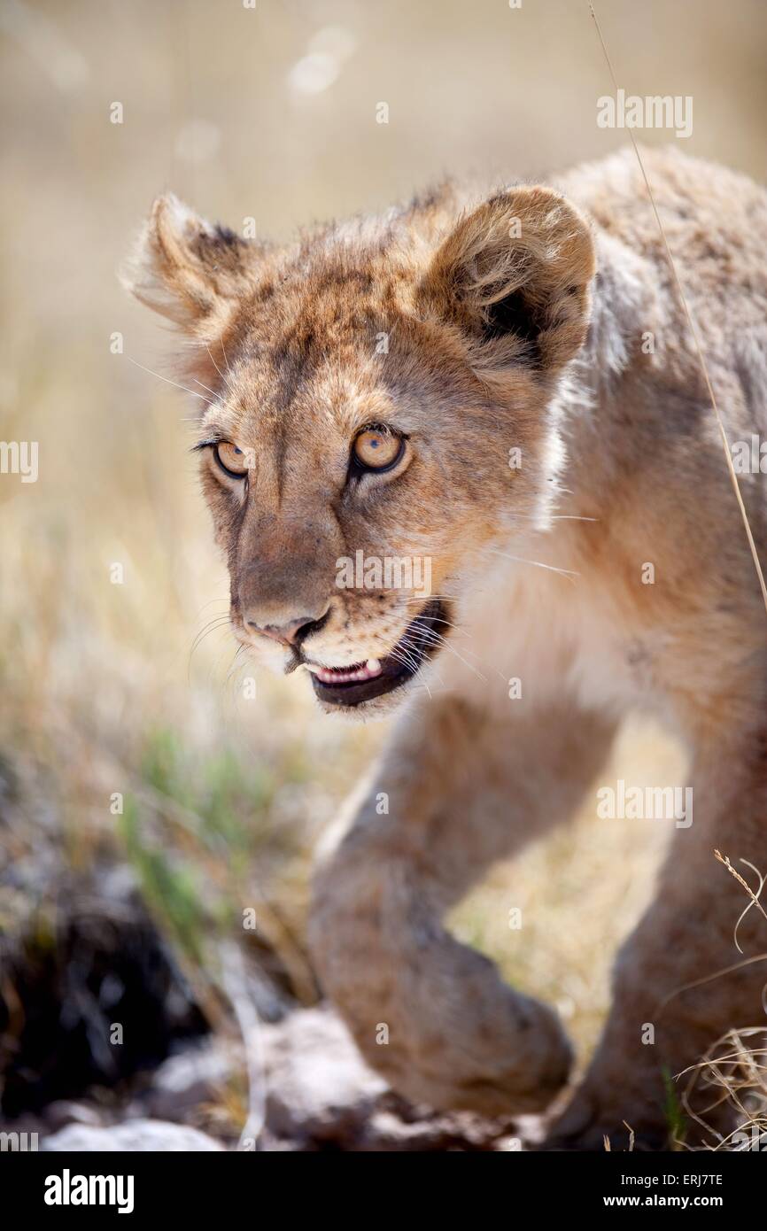 Moving lion hi-res stock photography and images - Alamy