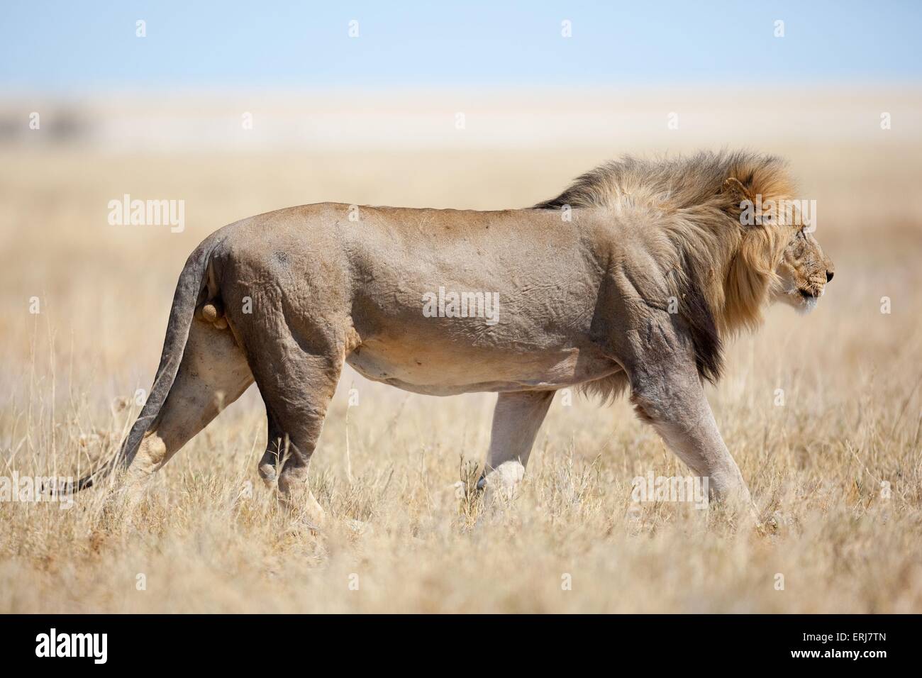 Lion moving hi-res stock photography and images - Alamy