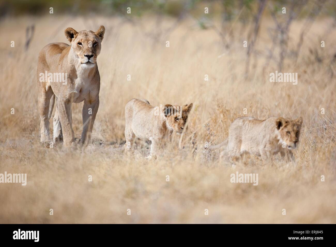 Savannah lions landscape hi-res stock photography and images - Alamy