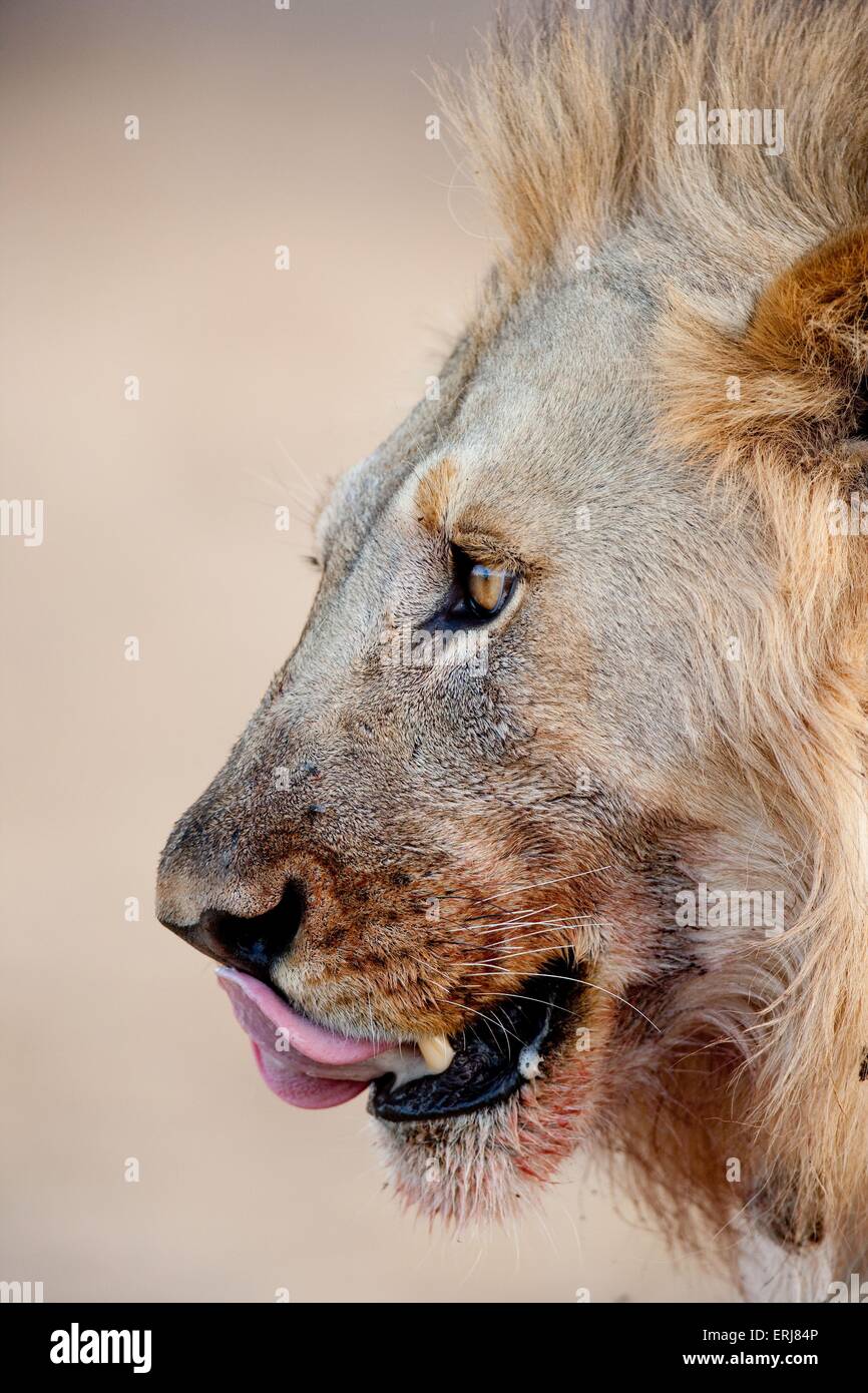 Lion head side profile hi-res stock photography and images - Alamy