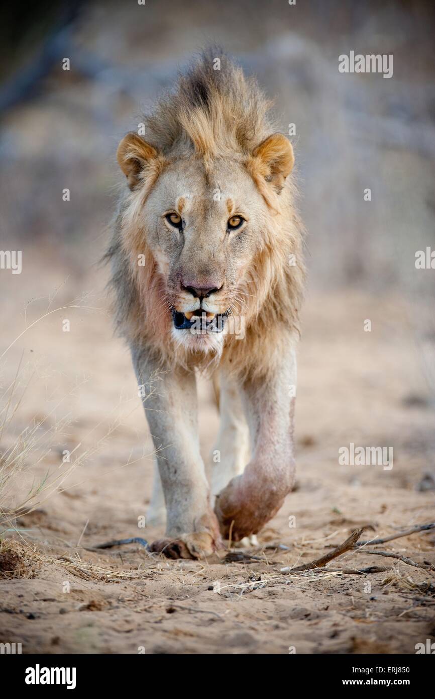 Lion moving hi-res stock photography and images - Alamy