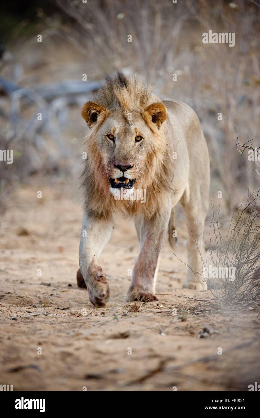 Moving lion hi-res stock photography and images - Alamy