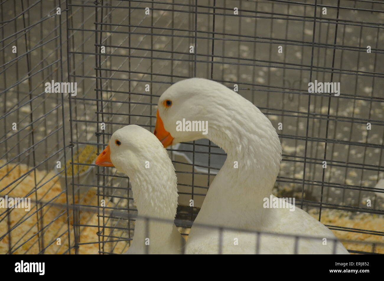 Two geese in a cage Stock Photo - Alamy