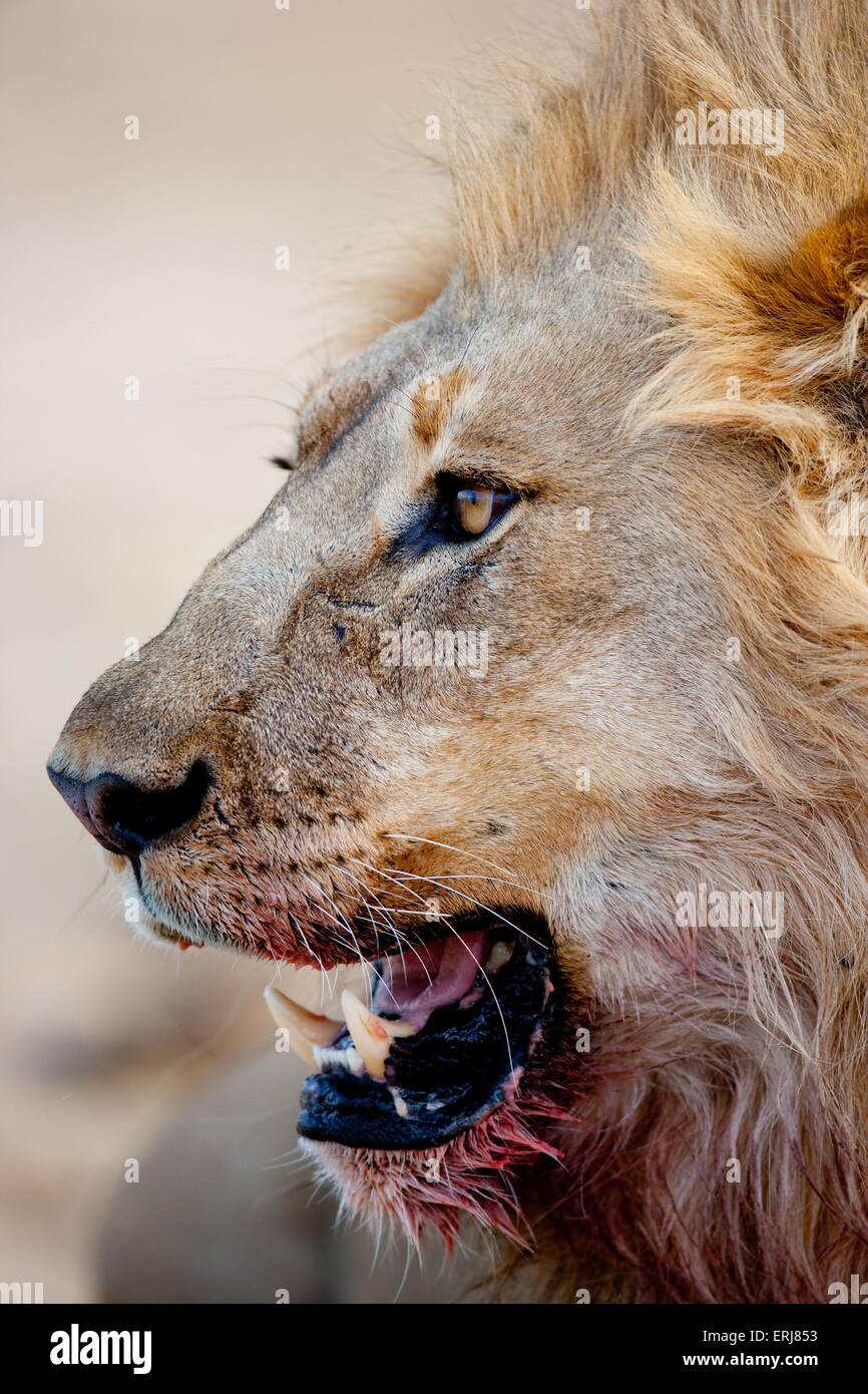 Lion head side profile hi-res stock photography and images - Alamy