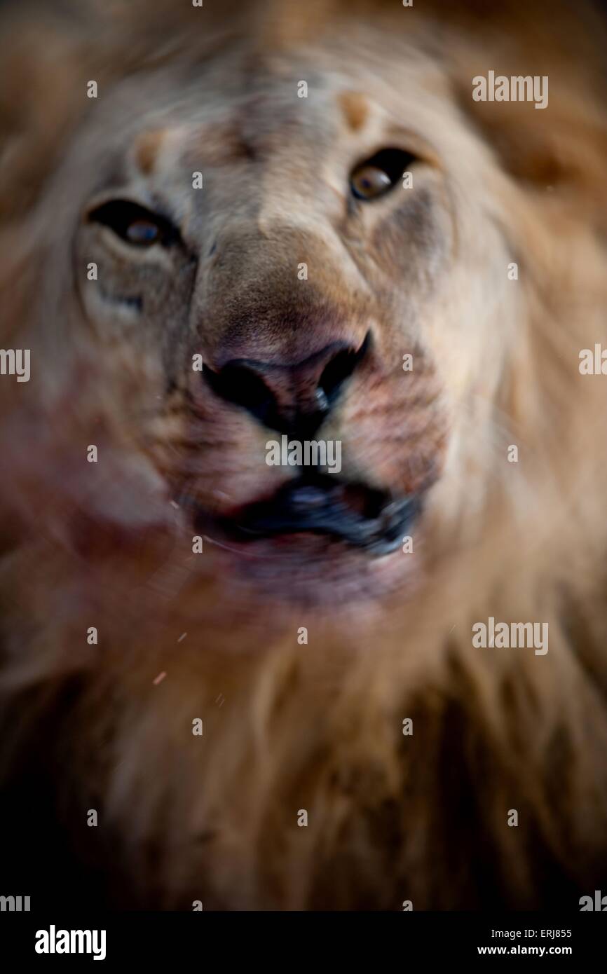 Lion Shaking High Resolution Stock Photography and Images - Alamy
