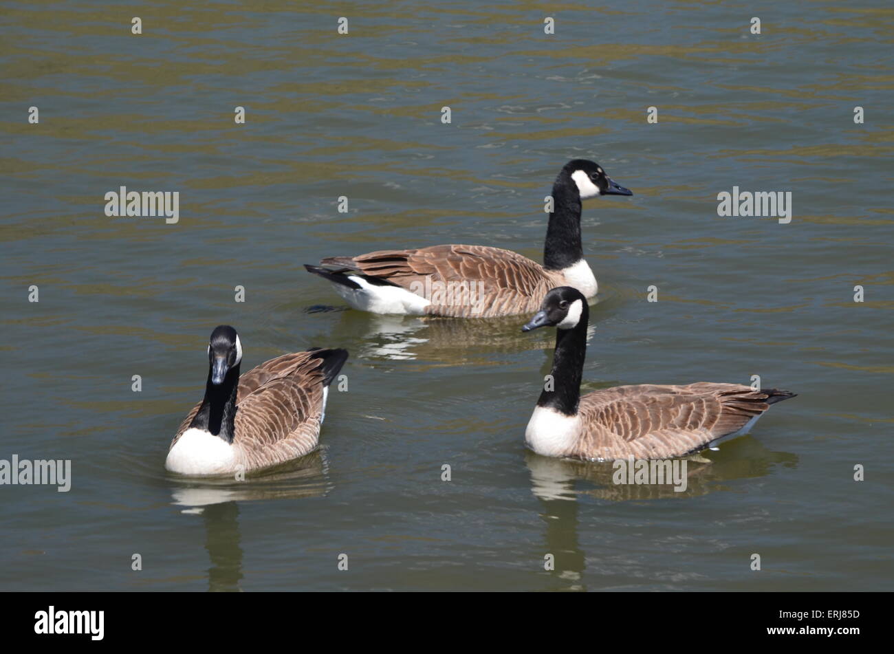 Geese in a pond hi-res stock photography and images - Alamy