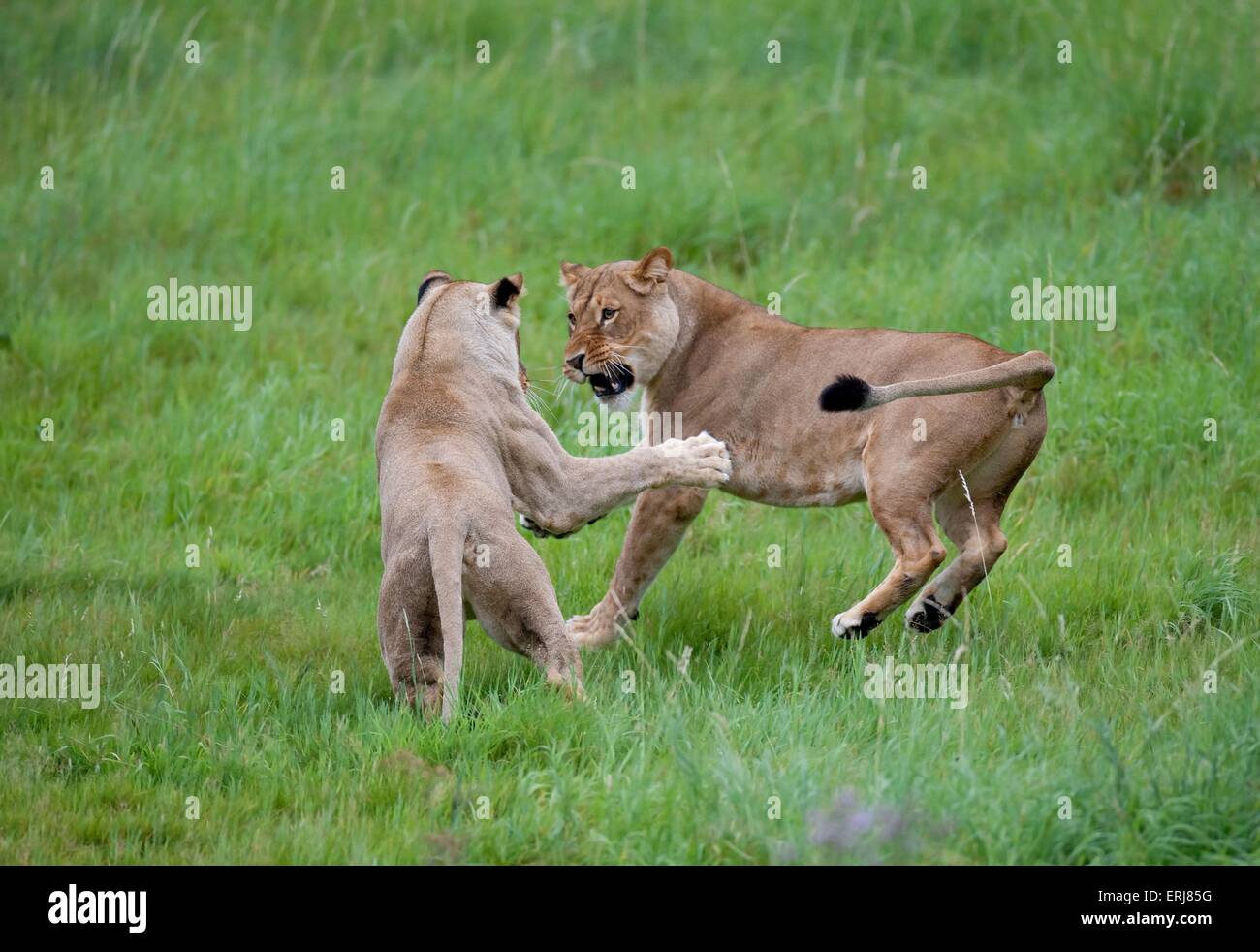Lionesses hi-res stock photography and images - Alamy