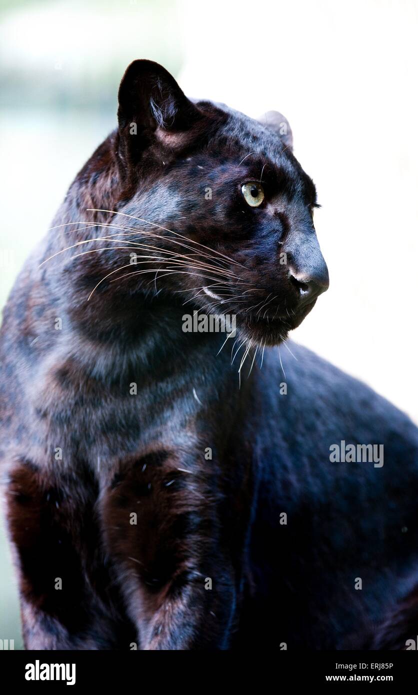 Panther hi-res stock photography and images - Alamy